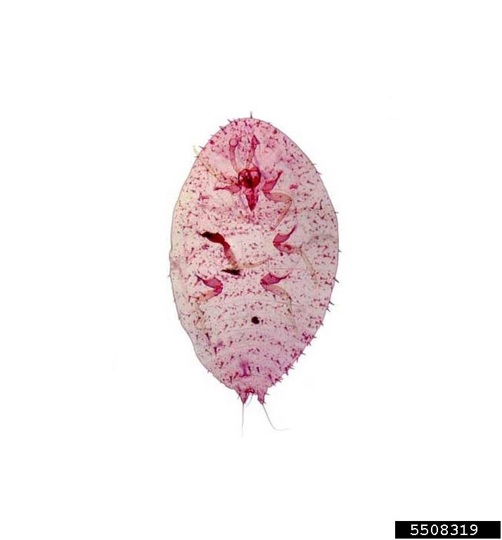 felt scale (Acanthococcus dubius (Cockerell))