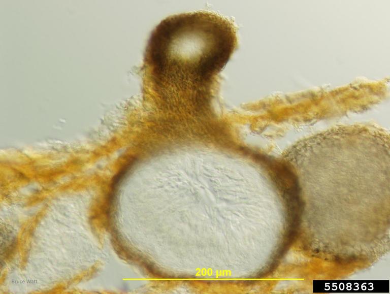 Gnomonia cane canker (Gnomonia rubi)