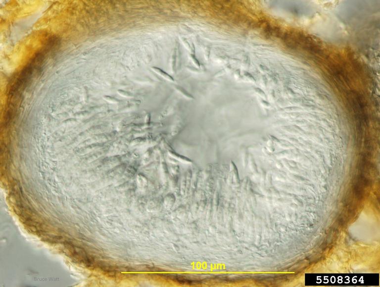 Gnomonia cane canker (Gnomonia rubi (Rehm) G. Winter, 1885)