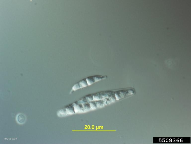 Gnomonia cane canker (Gnomonia rubi ) on European red raspberry (Rubus ...