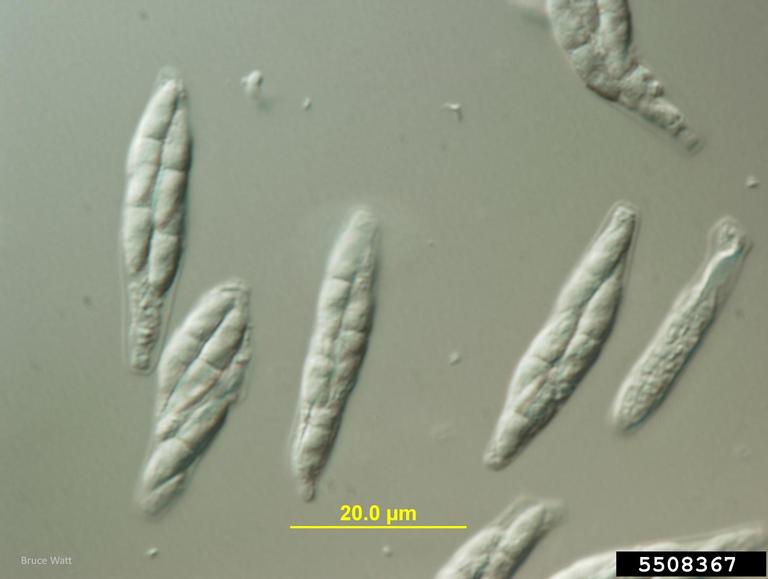 Gnomonia cane canker (Gnomonia rubi (Rehm) G. Winter, 1885)