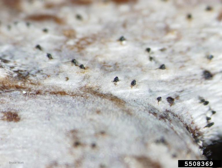 Gnomonia cane canker (Gnomonia rubi ) on European red raspberry (Rubus ...