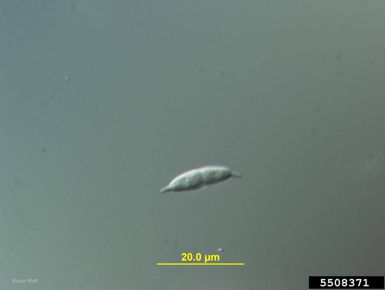 Gnomonia cane canker (Gnomonia rubi)