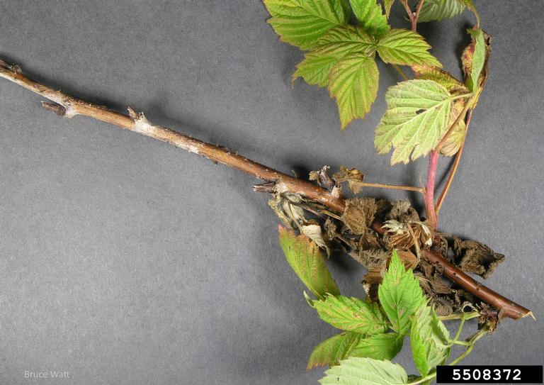 Gnomonia cane canker (Gnomonia rubi ) on European red raspberry (Rubus ...
