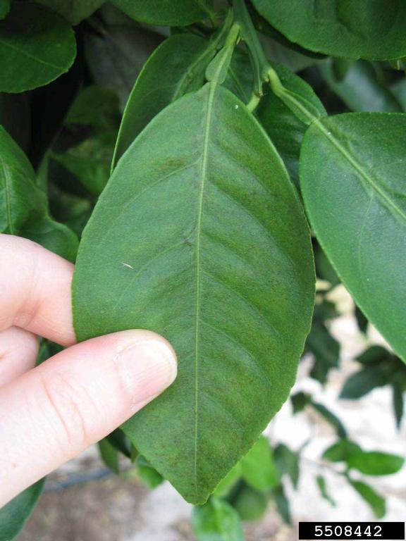 Cara Cara (Citrus sinensis cv. Cara Cara)