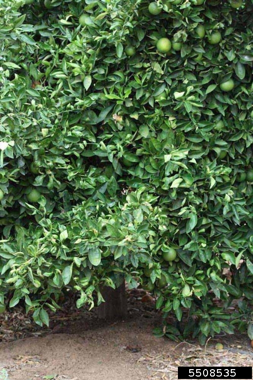 Ceridwen (Citrus x aurantium cv. Ceridwen L.)