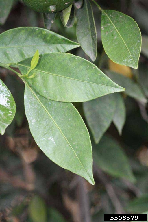 Changsha (Citrus reticulata cv. Changsha)