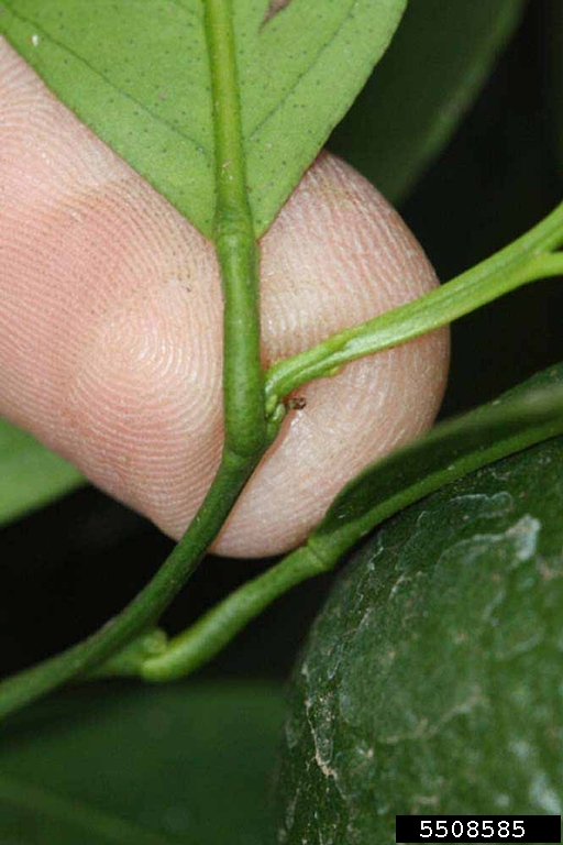Changsha (Citrus reticulata cv. Changsha)