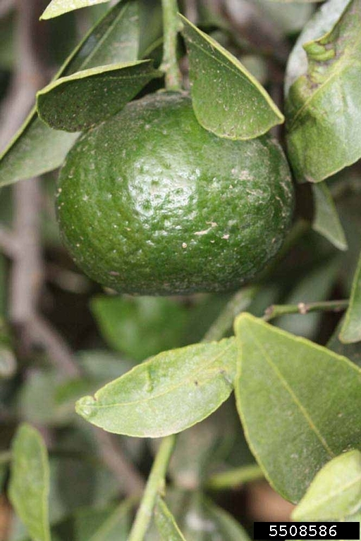 Changsha (Citrus reticulata cv. Changsha Blanco)