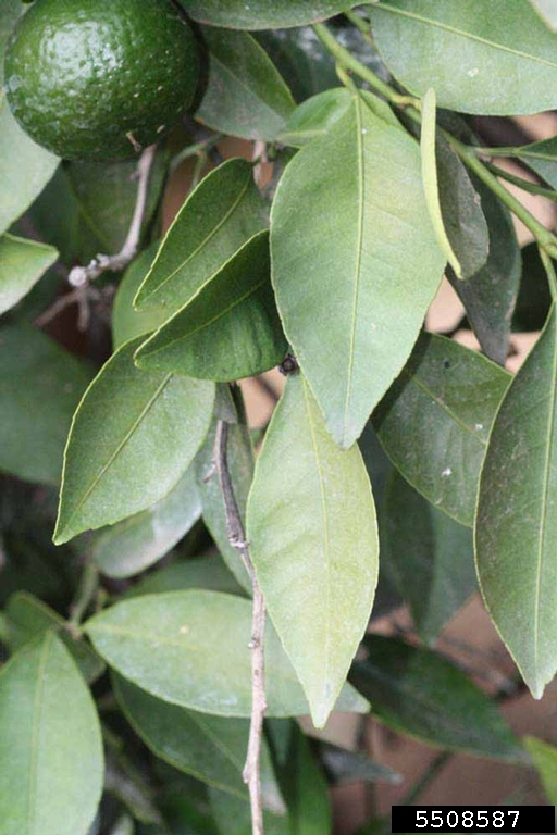 Changsha (Citrus reticulata cv. Changsha Blanco)