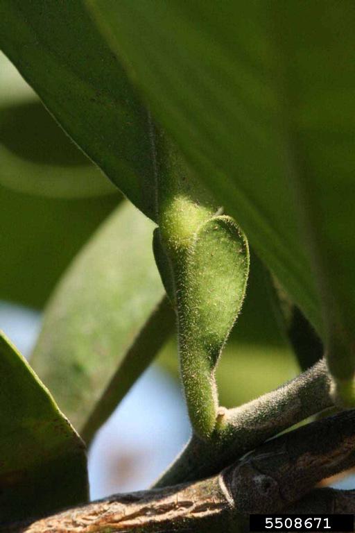 Chinese Pummelo (Citrus maxima cv. Chinese Pummelo (Burm.) Merr.)
