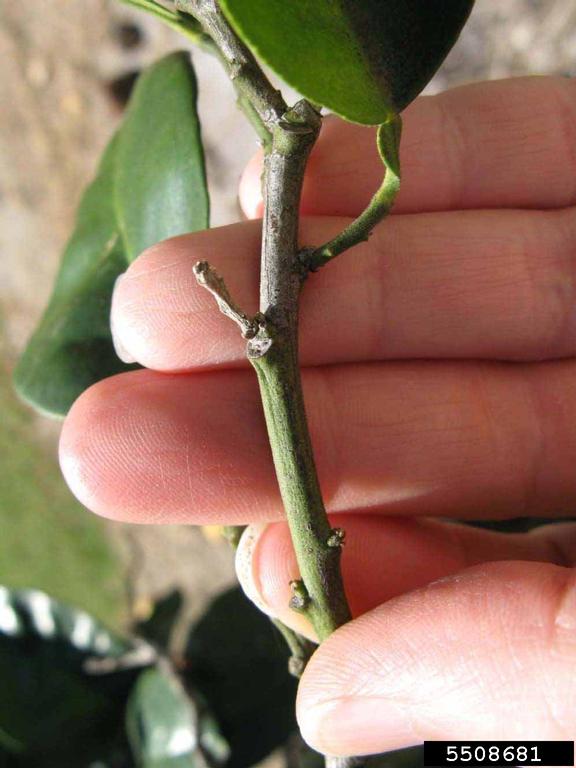 Chinese Pummelo (Citrus maxima cv. Chinese Pummelo)