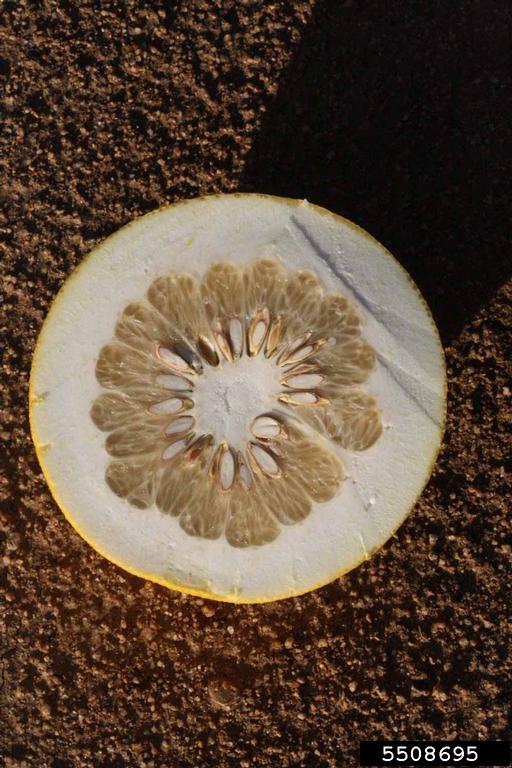 Chinese Pummelo (Citrus maxima cv. Chinese Pummelo (Burm.) Merr.)