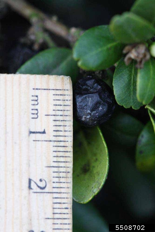 Chinese Severinia (Atalantia buxifolia cv. Chinese Severinia (Poir.) Oliv.)