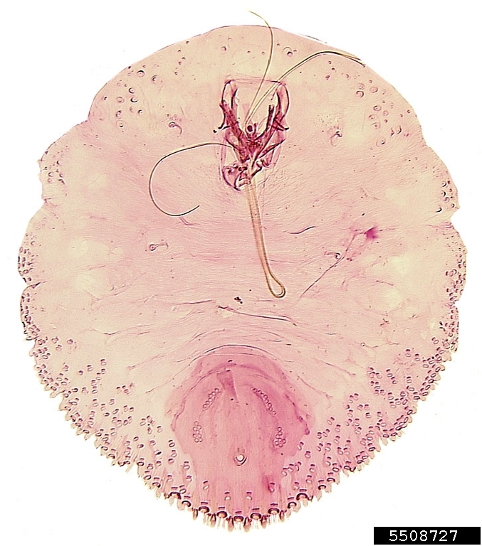 chaff scale (Parlatoria pergandii Comstock)