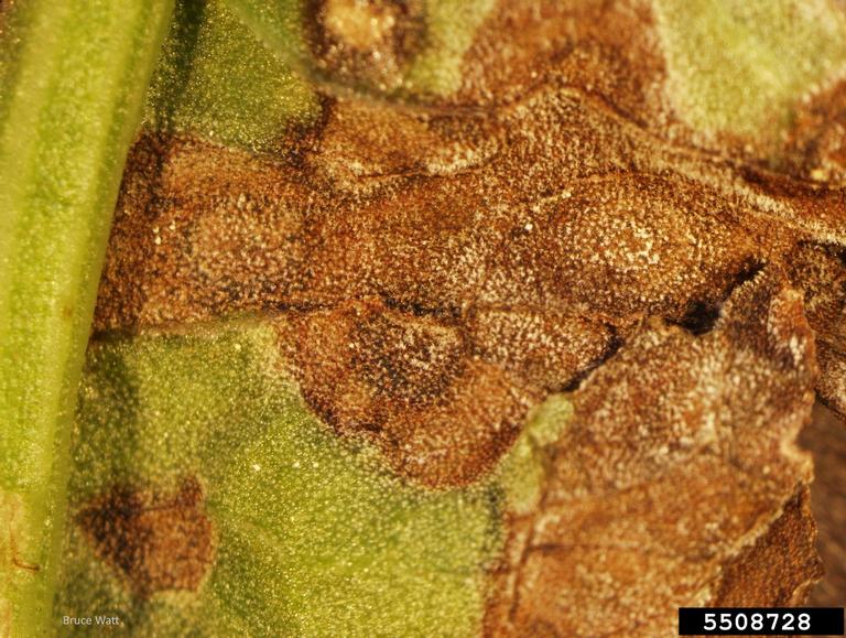 Ramularia leaf spot (Ramularia rubella)