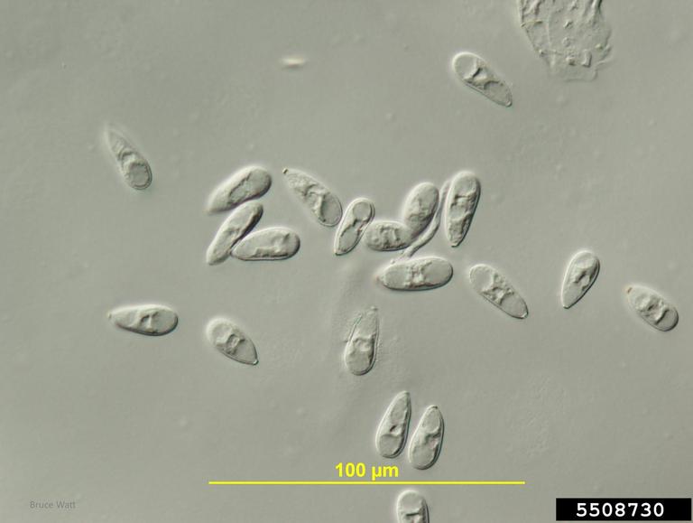 Ramularia leaf spot (Ramularia rubella)