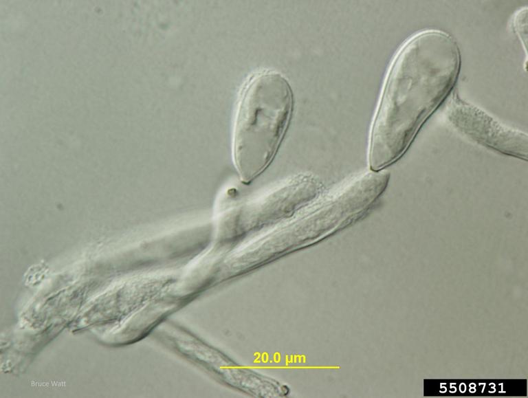 Ramularia leaf spot (Ramularia rubella (Bonord.) Nannf., 1950)