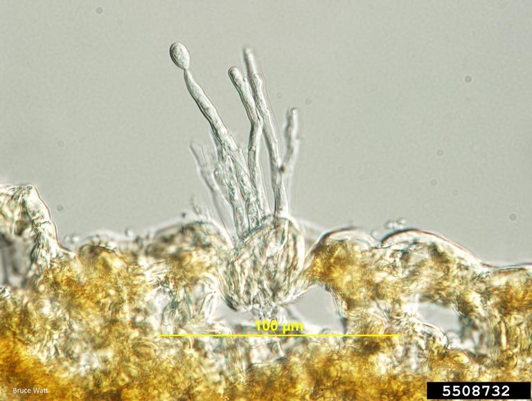 Ramularia leaf spot (Ramularia rubella (Bonord.) Nannf., 1950)