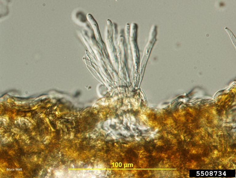 Ramularia leaf spot (Ramularia rubella)