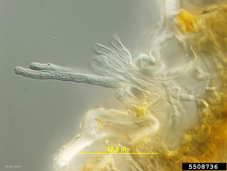 Ramularia leaf spot (Ramularia rubella (Bonord.) Nannf., 1950)