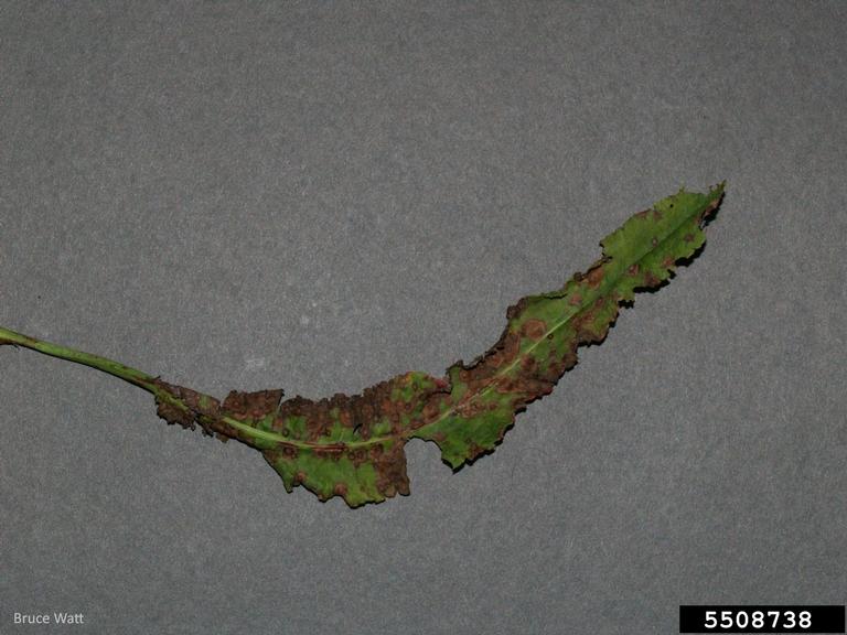 Ramularia leaf spot (Ramularia rubella)