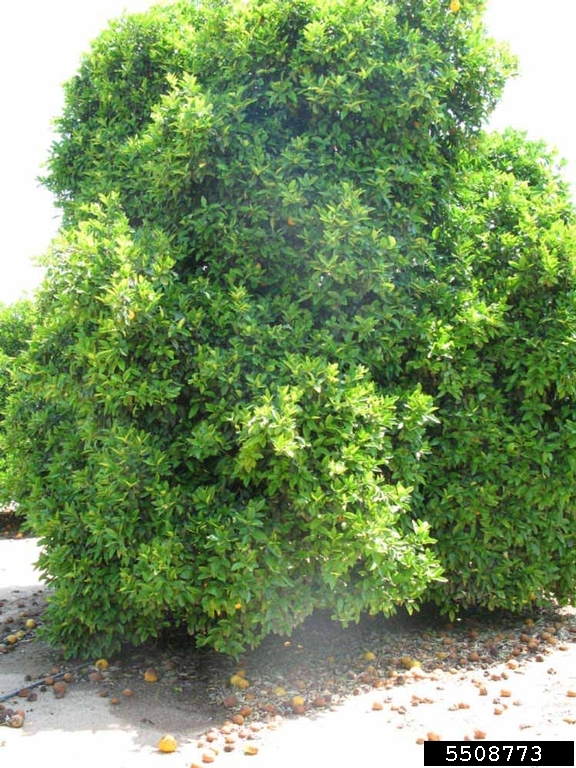 Chironja (Citrus paradisi cv. Chironja)