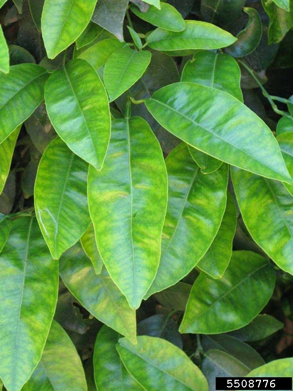 Chironja (Citrus paradisi cv. Chironja)