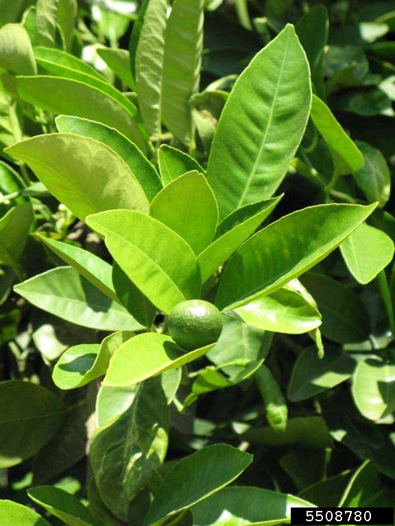 Chironja (Citrus paradisi cv. Chironja)