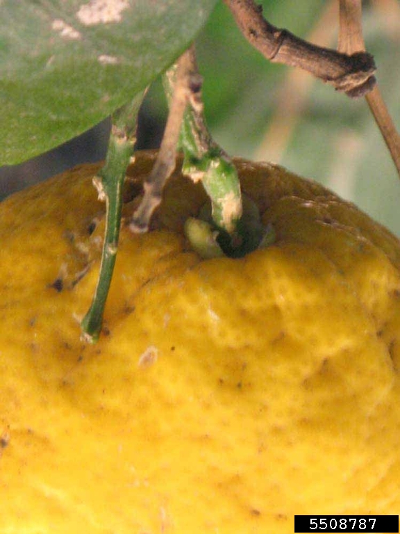 Chironja (Citrus paradisi cv. Chironja Macfad.)