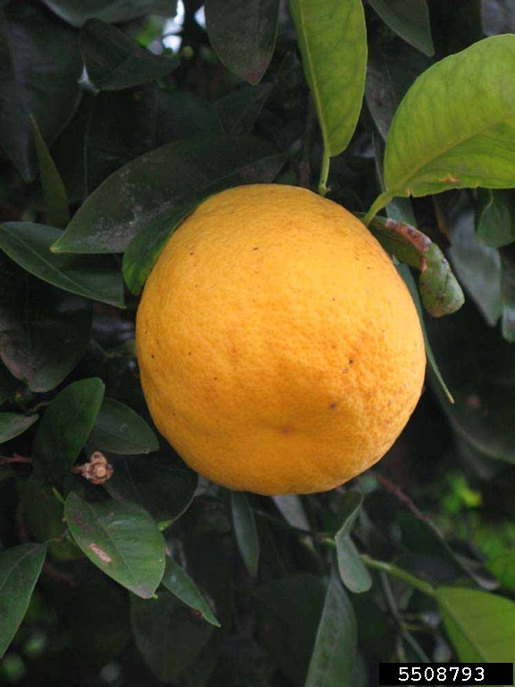 Chironja (Citrus paradisi cv. Chironja Macfad.)