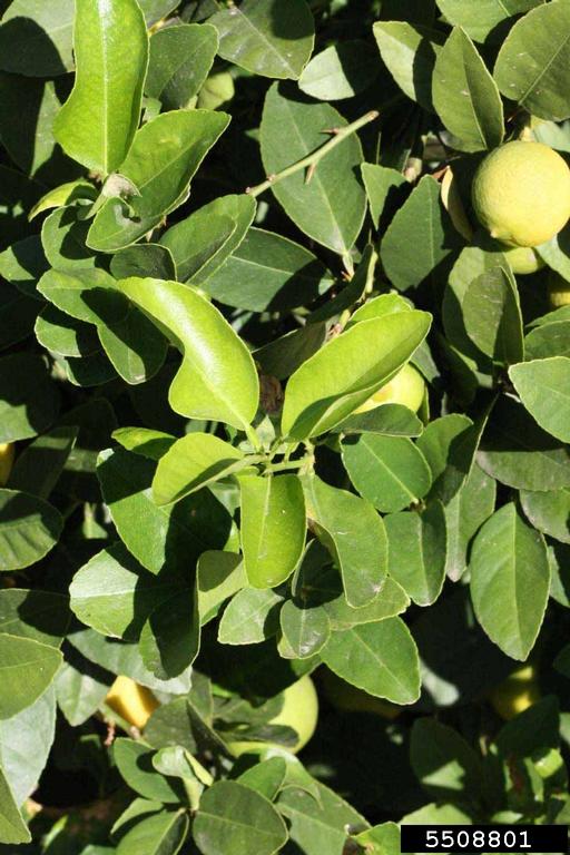 Chulo Mexican (Citrus x aurantiifolia cv. Chulo Mexican)