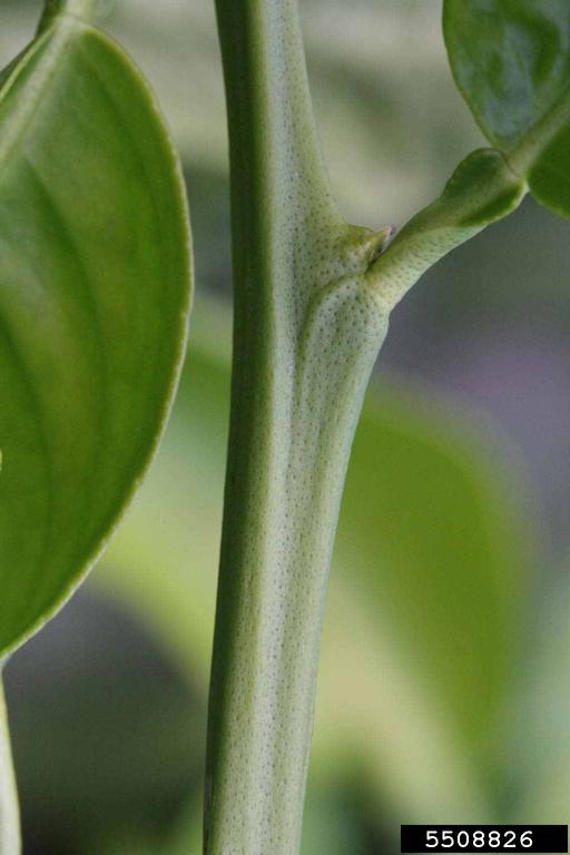 Cipo (Citrus x aurantium cv. Cipo)