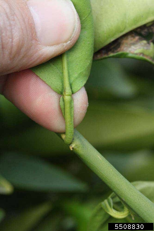 Cipo (Citrus x aurantium cv. Cipo)