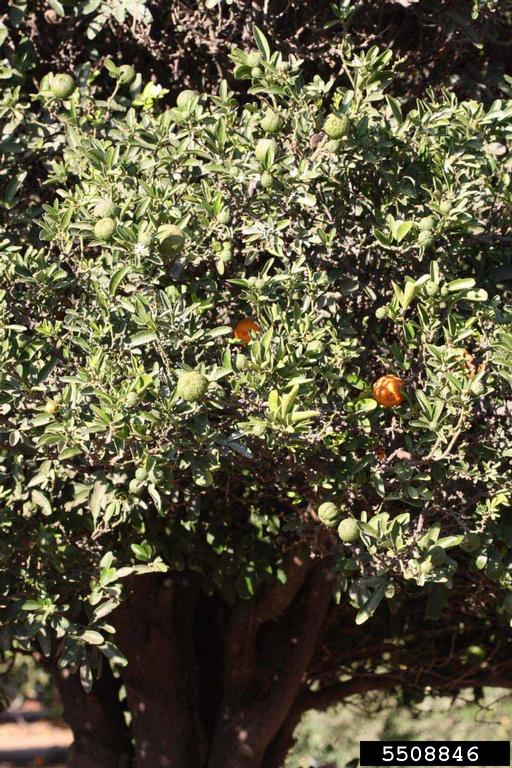 Citraldin (Citraldin hybrid cv. Citraldin)