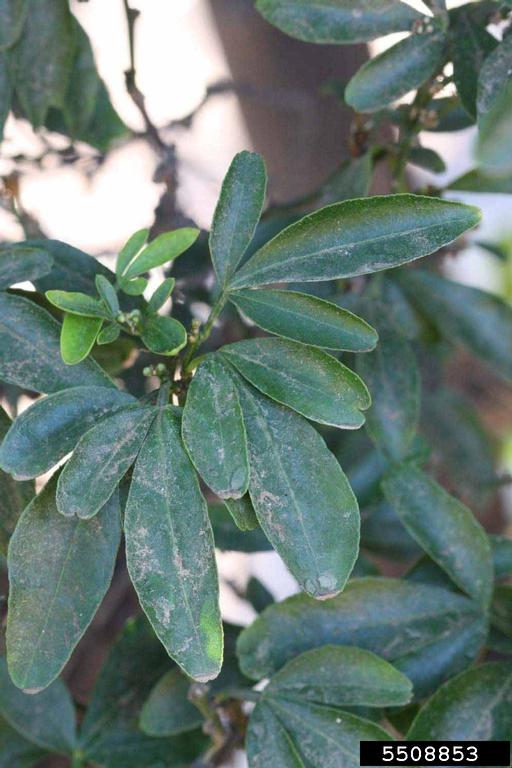 Citraldin (Citraldin hybrid cv. Citraldin)