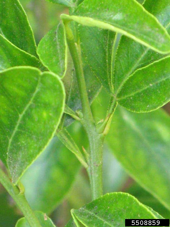 Citraldin (Citraldin hybrid cv. Citraldin)