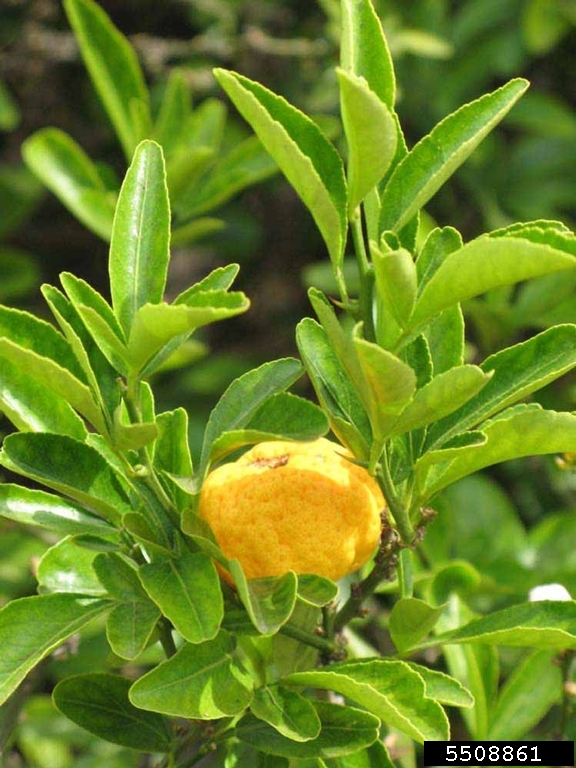 Citraldin (Citraldin hybrid cv. Citraldin)