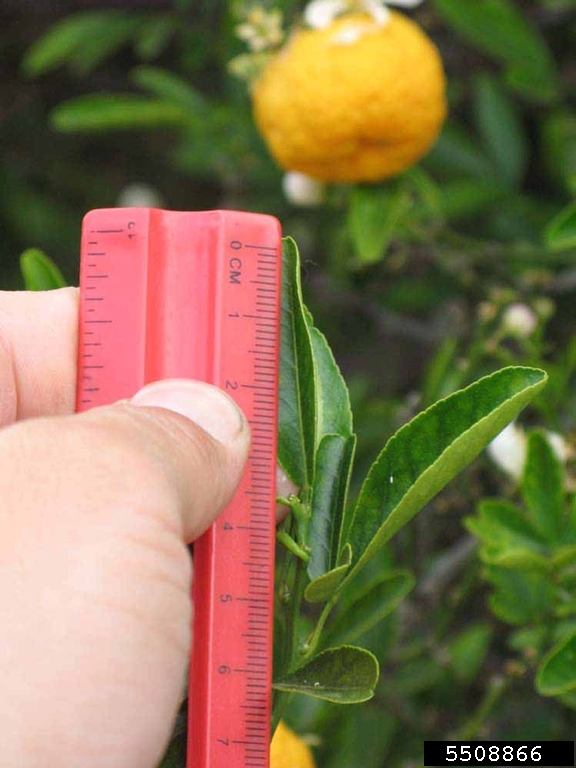 Citraldin (Citraldin hybrid cv. Citraldin)