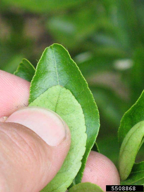 Citraldin (Citraldin hybrid cv. Citraldin)