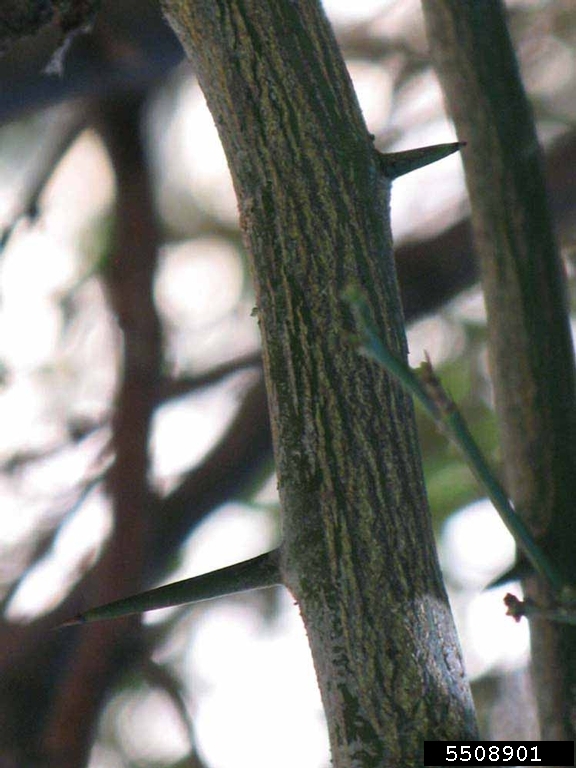 Citrandarin (Citrandarin hybrid cv. Citrandarin (Tanaka))