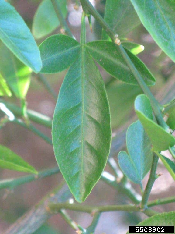 Citrandarin (Citrandarin hybrid cv. Citrandarin (Tanaka))