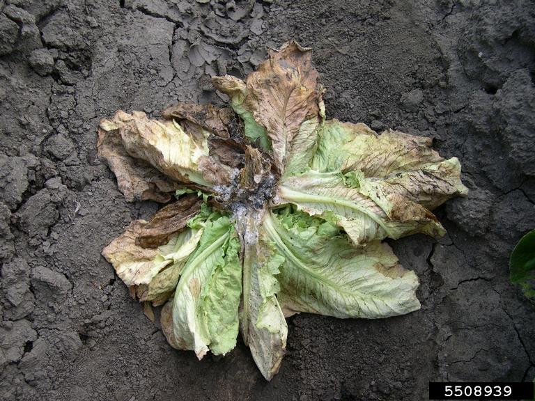 Sclerotinia stem rot (Sclerotinia minor Jagger)