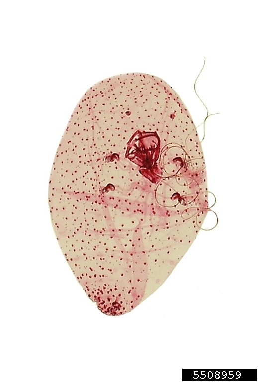 pit scale (Pollinia pollini)