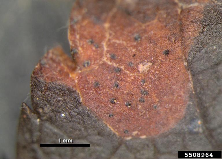 Phyllosticta leaf spot (Phyllosticta minima)