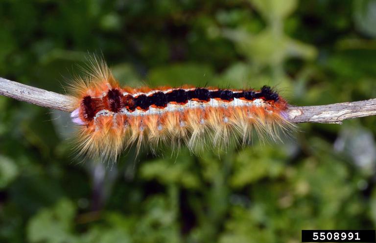 cape lappet moth (Eutricha capensis (Linnaeus, 1767))