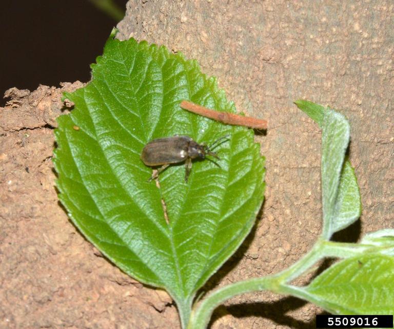 Chrysomelidae Leaf Beetles