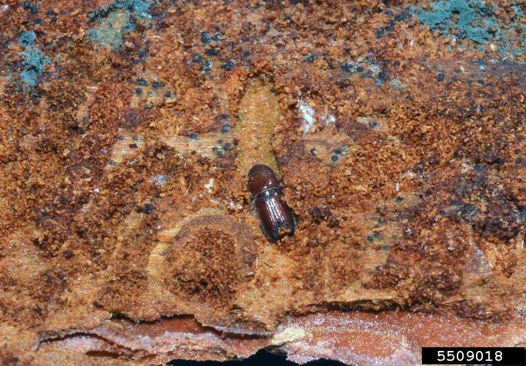 Mediterranean pine engraver beetle (Orthotomicus erosus (Wollaston, 1857))