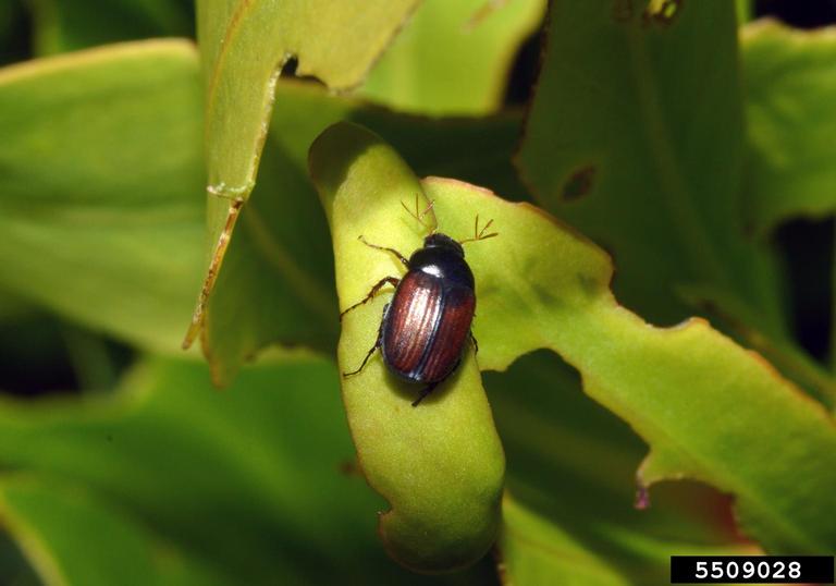 white grubs, scarabs, scarab beetles (Family Scarabaeidae)