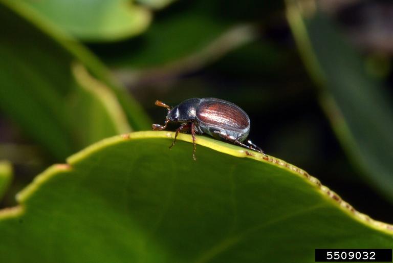 white grubs, scarabs, scarab beetles (Family Scarabaeidae)
